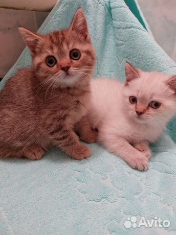 Котята ищут дом и любимых людей