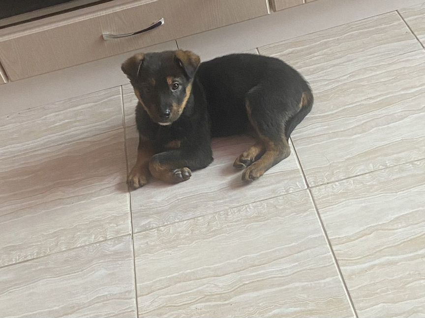 Щенок в добрые руки