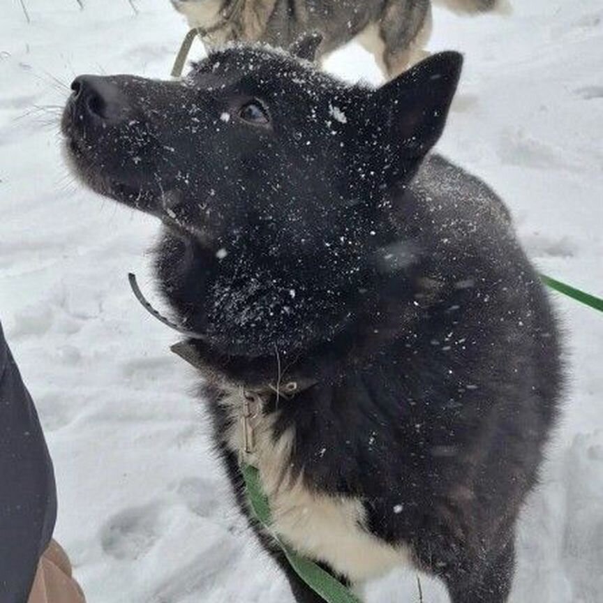 Наш сладкий Маюша засиделся невидимкой в приюте