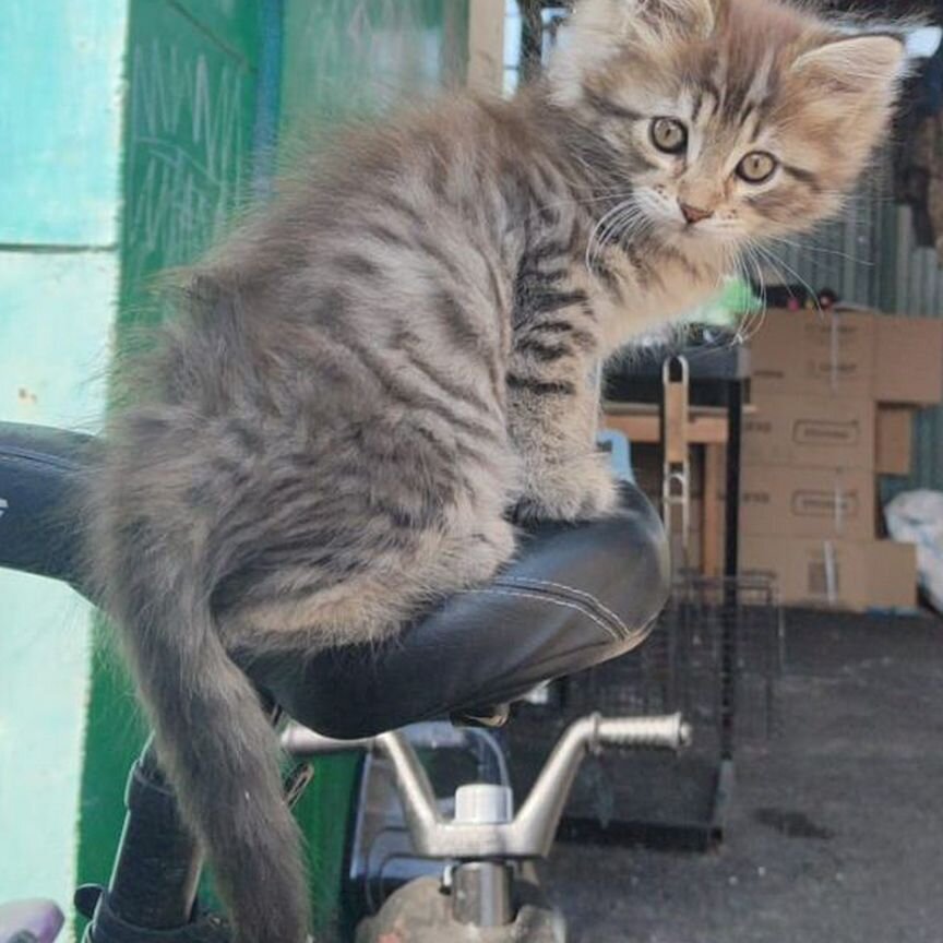 Котята мейн-кун в добрые руки