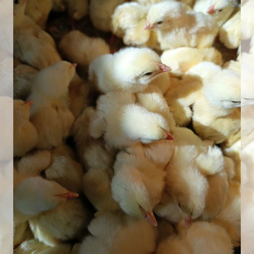 Цыплята бройлеры кобб 700