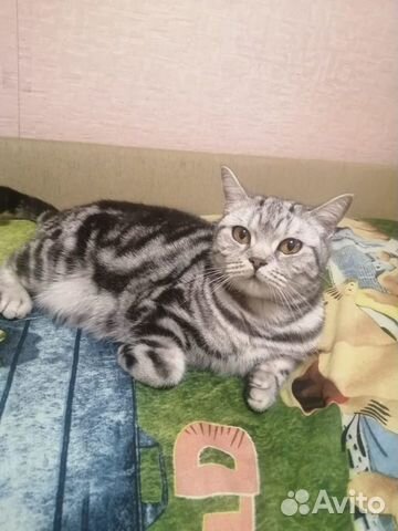 Британские котята