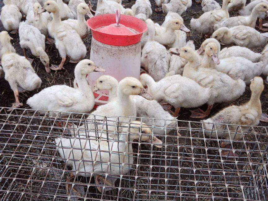 Утки черри велли