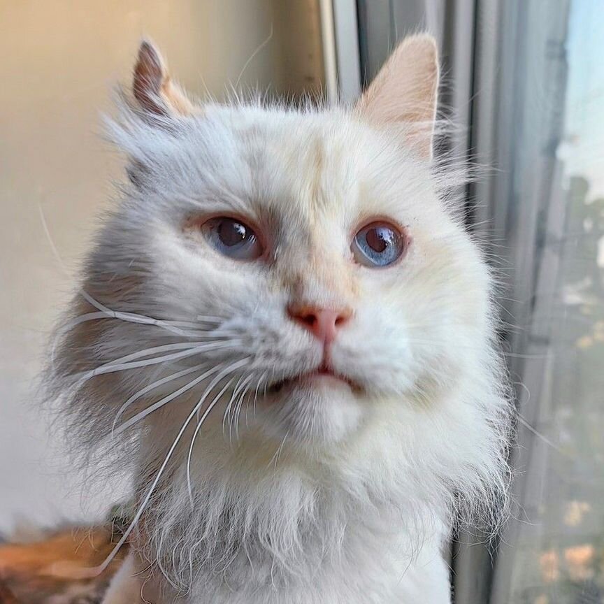 6 собак на одного котика