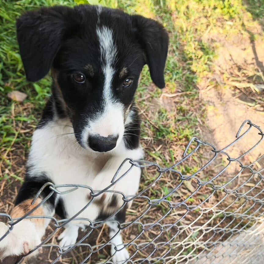 Сибирский хаски+Овчарка