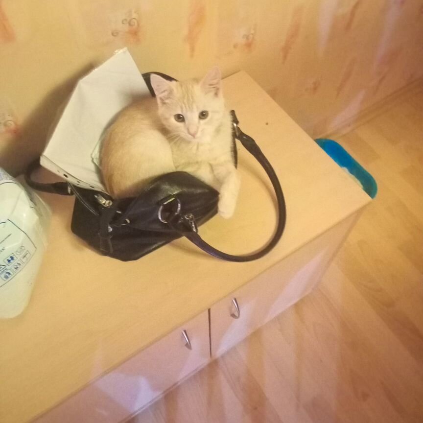 Отдам котенка в добрые руки