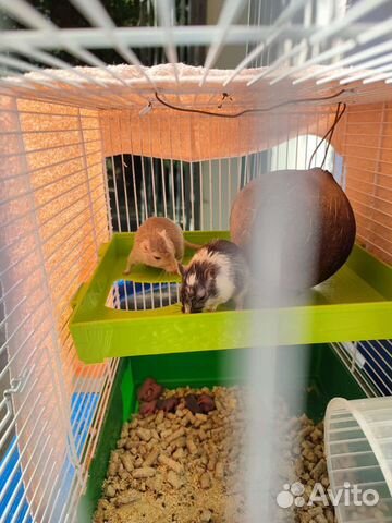 Мышки (возможно хомячки) бесплатно