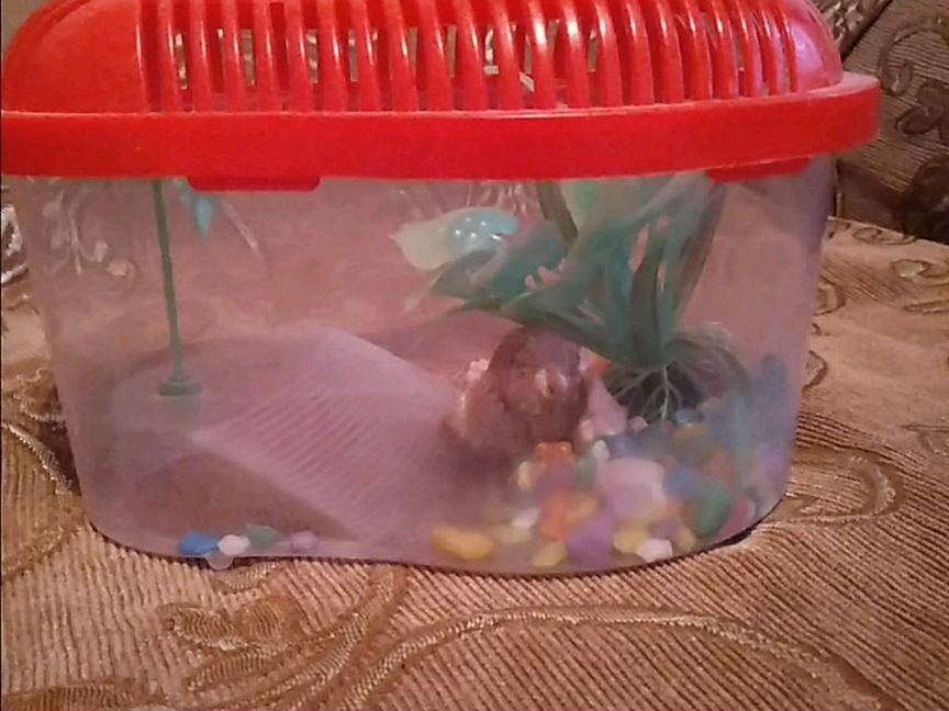 Аквариум мини