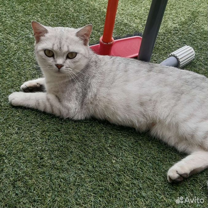 Британская кошечка скотиш страйт