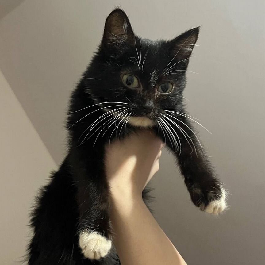 Котёнок в добрые руки