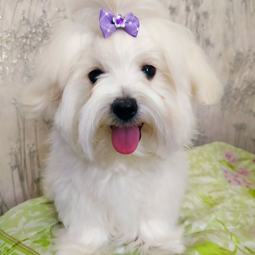 Мальтийские болонки