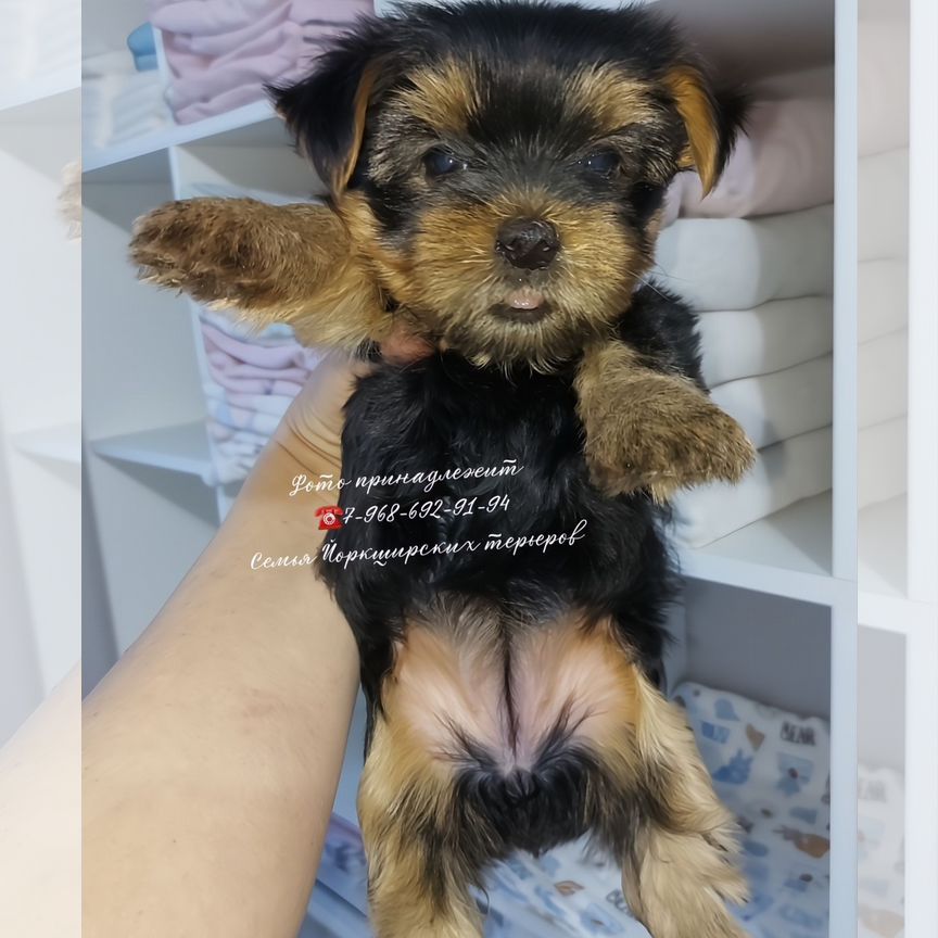 Йоркширский терьер, щенок