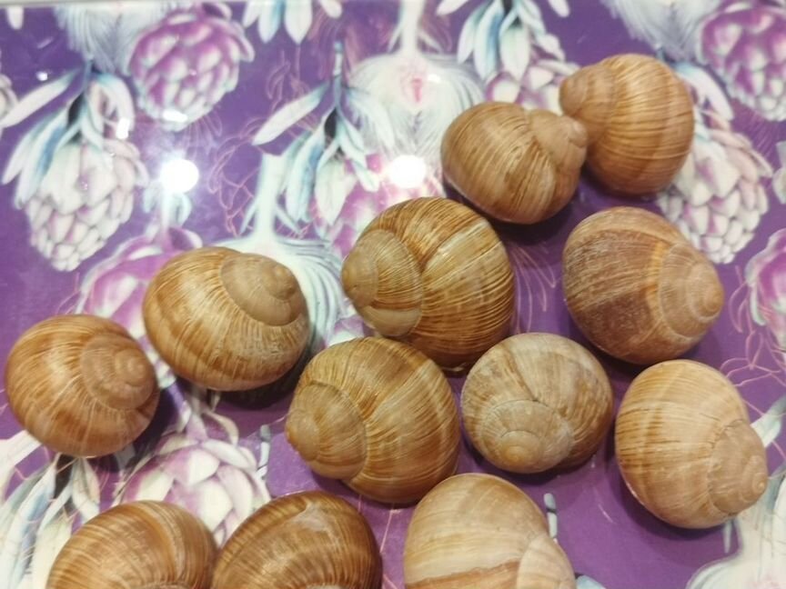 Раковины Виноградных улиток