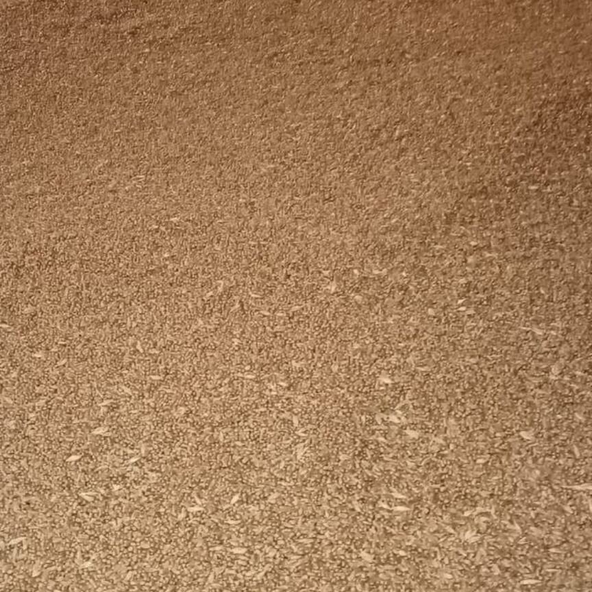 Зерно пшеница