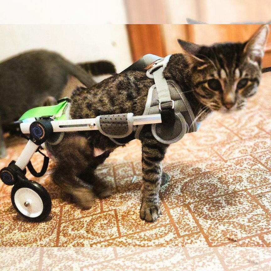 Котик спинальник по имени Егор