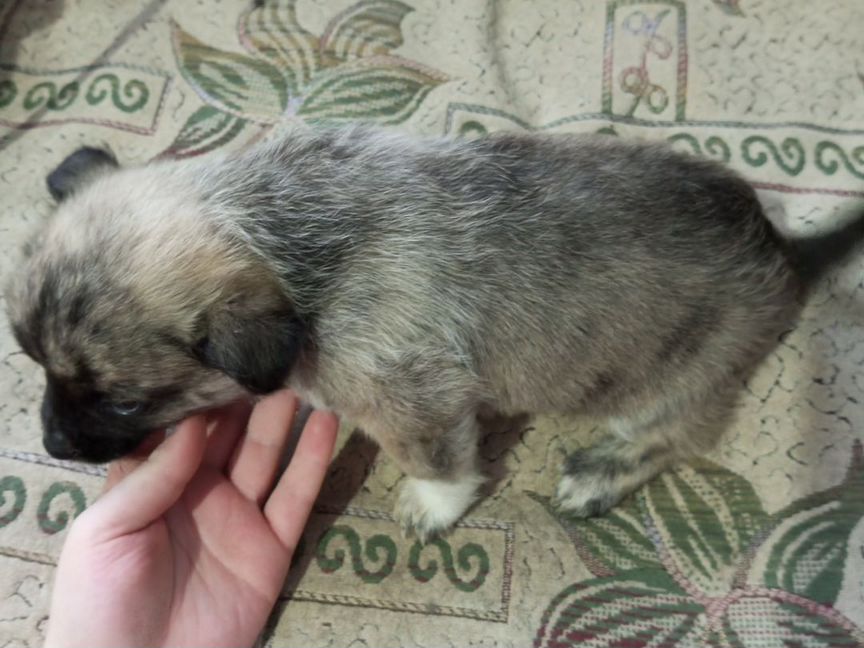 Маленькая собака в добрые руки