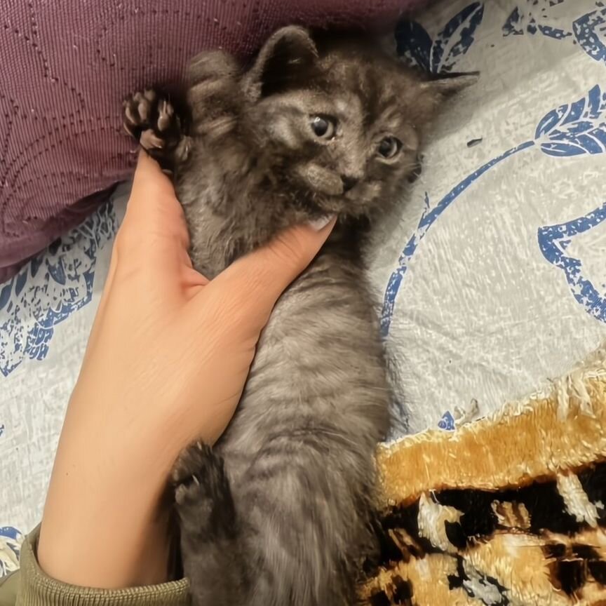 Котёнок в добрые руки