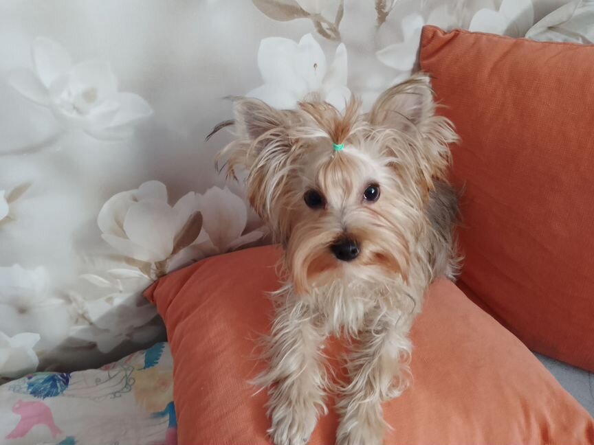 Золотой мальчик