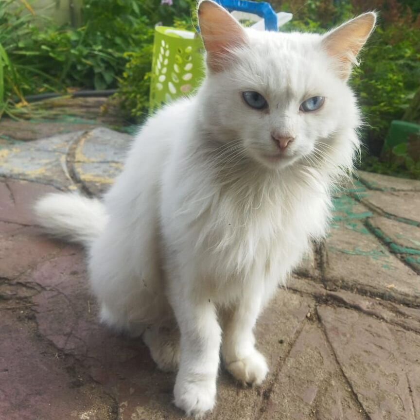 Кошка турецкая ангора