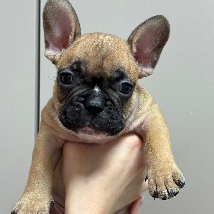Французский бульдог, щенок