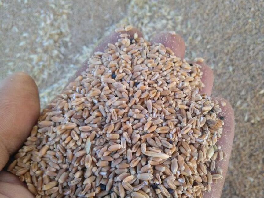 Зерносмесь пшеница