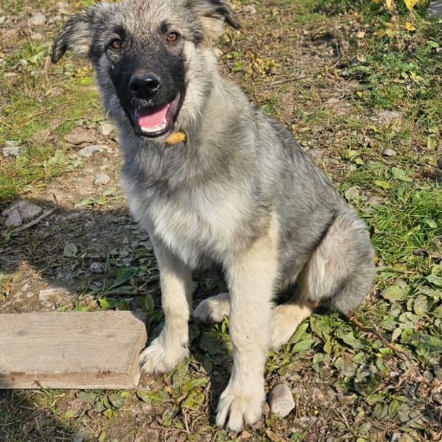 Собака в добрые руки отдам бесплатно