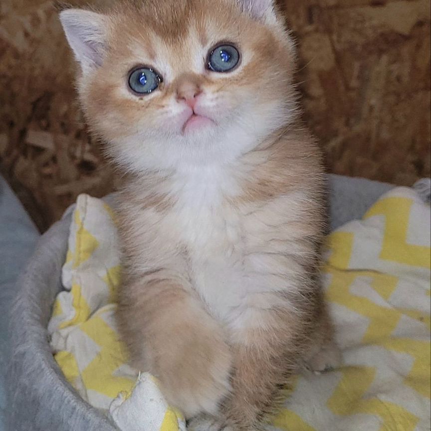Мальчик Абрикос шотландский малыш