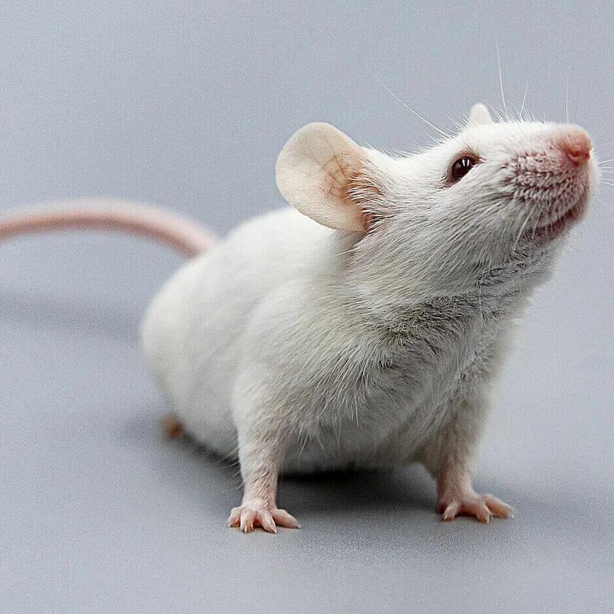 Кормовые мыши живые и замороженные