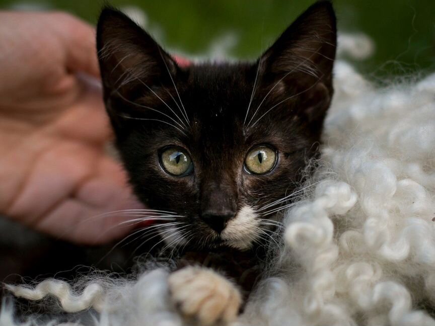 Кошки на любой вкус и цвет