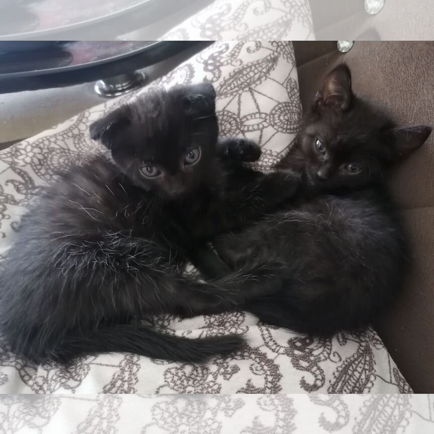 Черный котенок в добрые руки