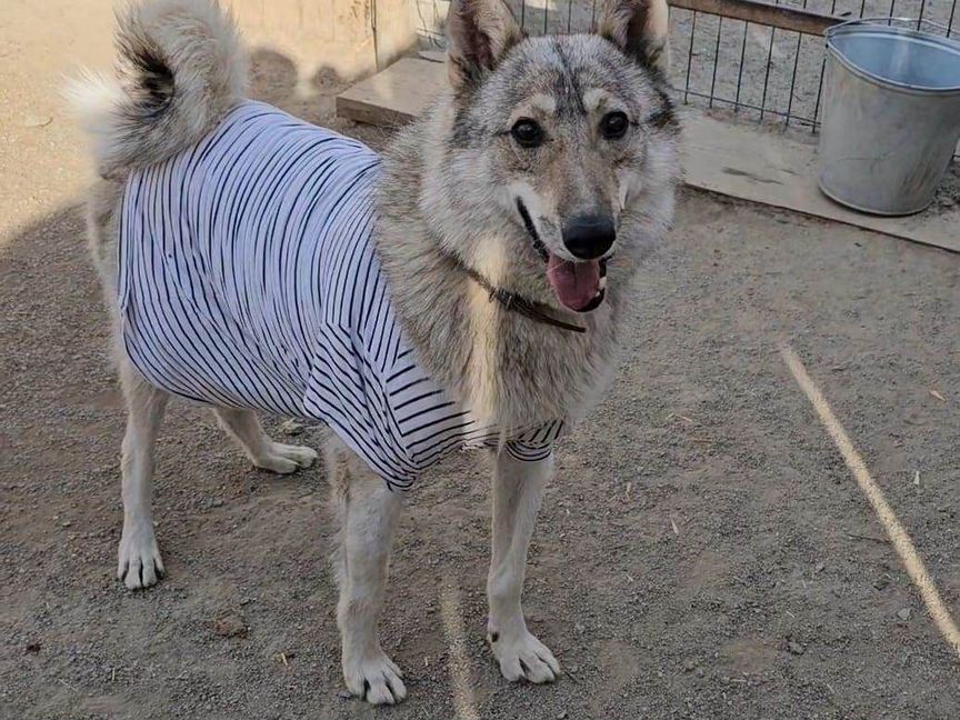 Мини-волк Хасан, идеальный мальчик, в дар