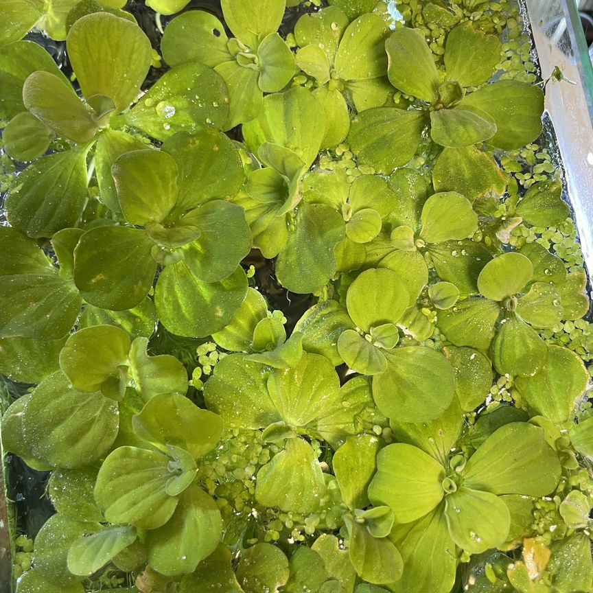 Продам аквариумные растения