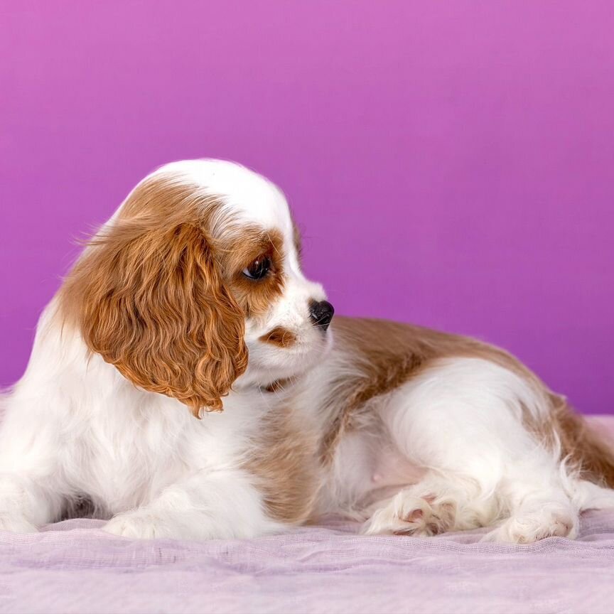 Кавалер Кинг чарльз спаниель