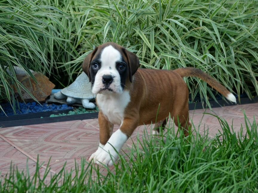 Мальчик рыжуля