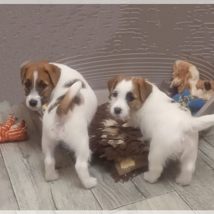 Джек рассел терьер жесткошерстный 2,5 мес