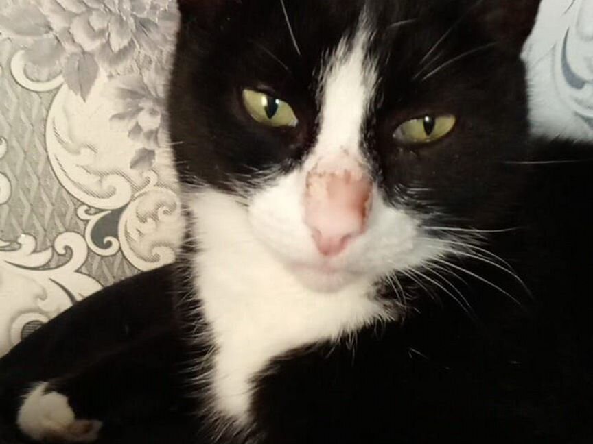 Коты в добрые руки