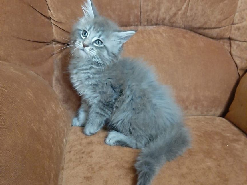 Кошка