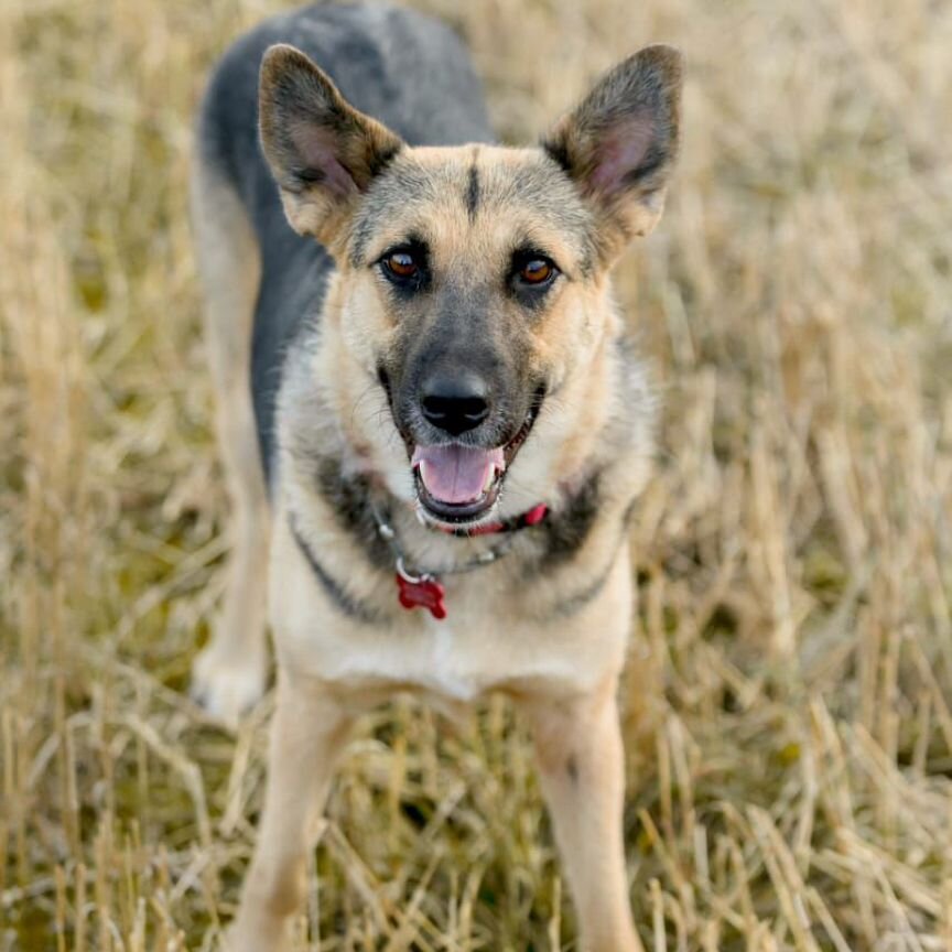 Тина ищет дом