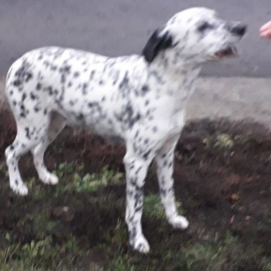 Далматин, щенок