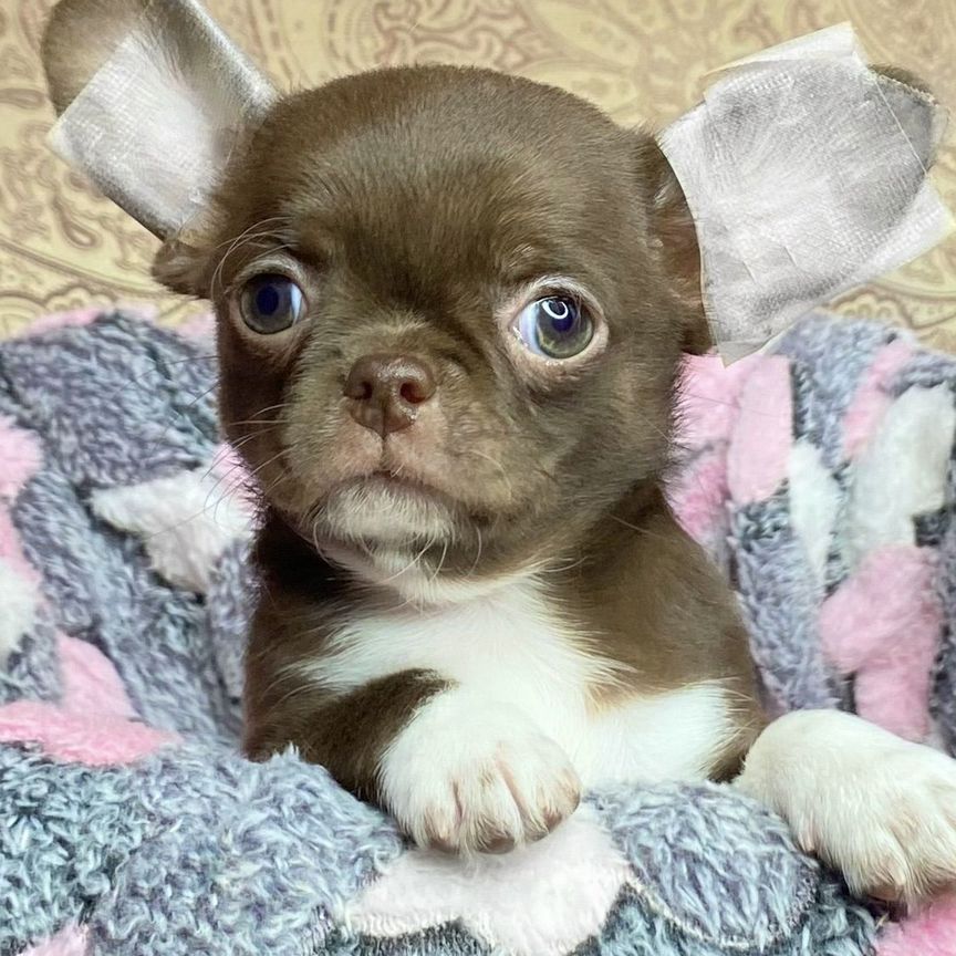 Чихуахуа, щенок