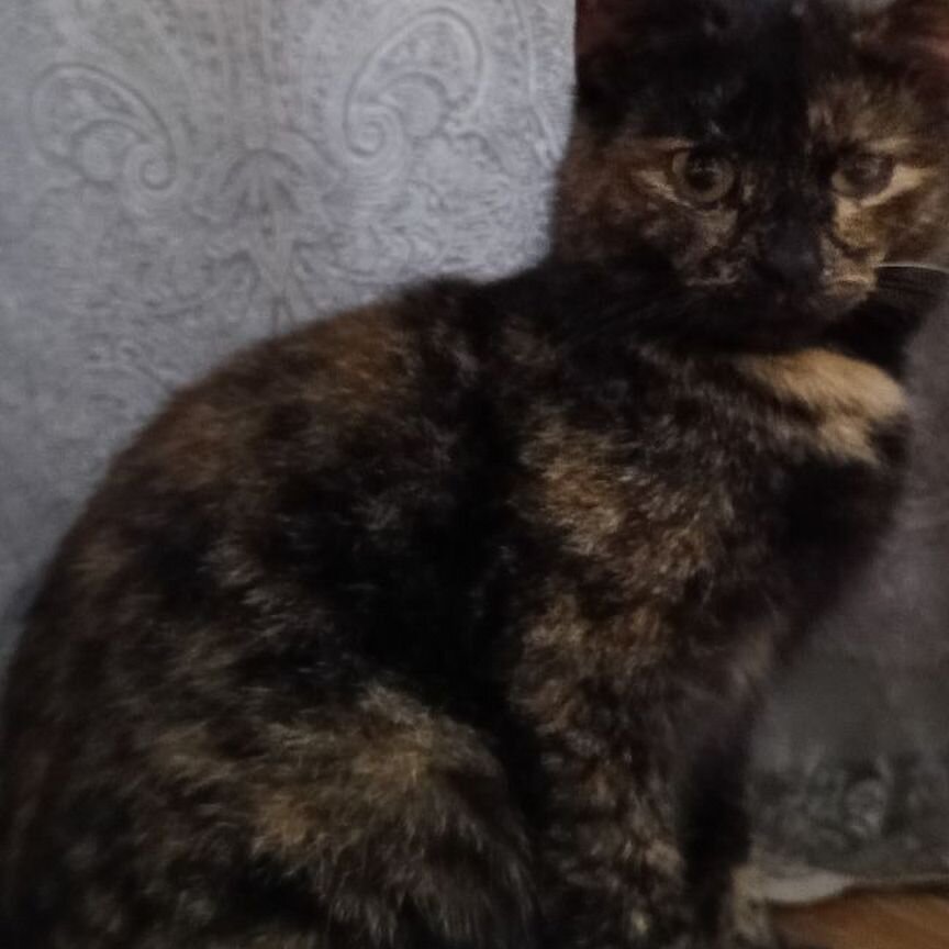 Мышеловка кошка в дом