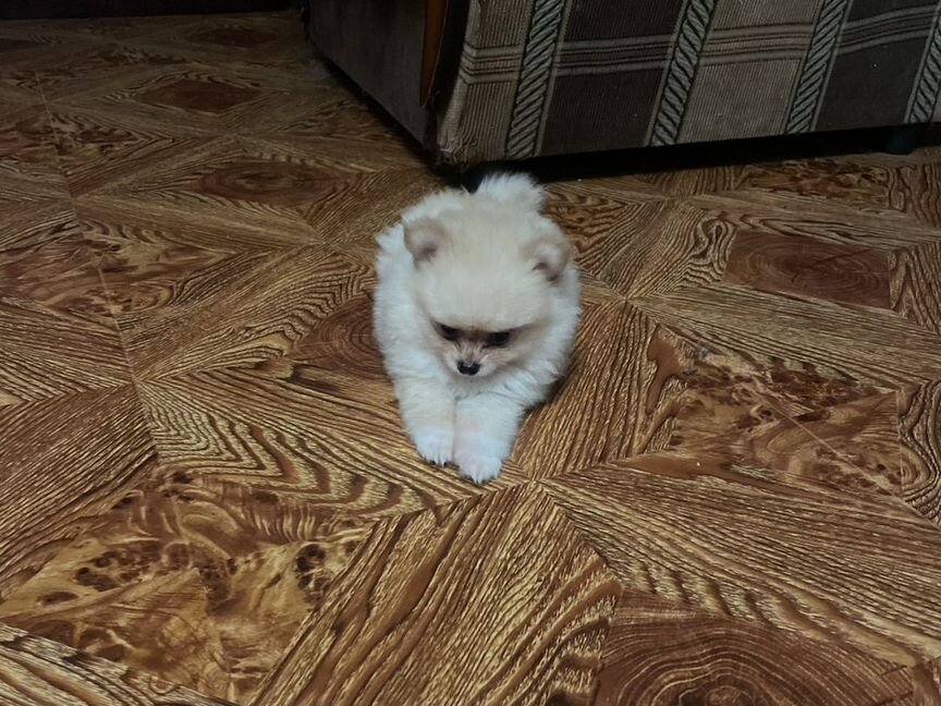 Щенки шпица