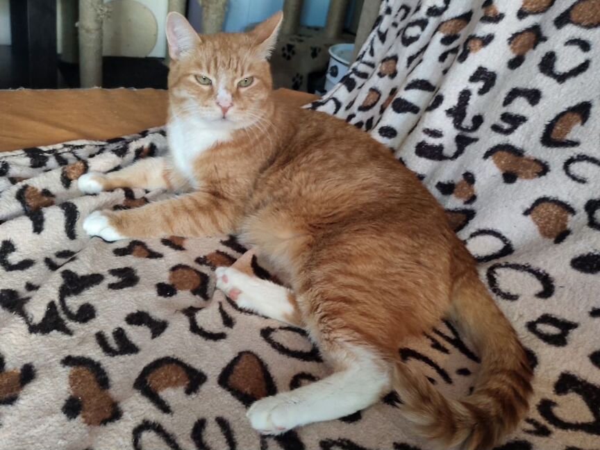 Шикарный рыжий кот