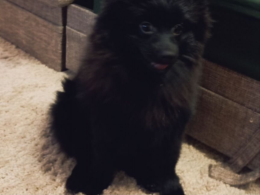 Померанский шпиц