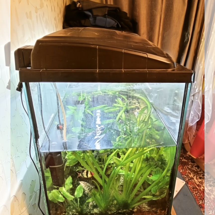 Аквариум, растения, рыбки