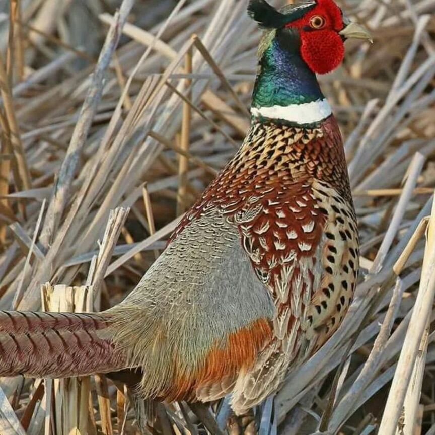 Фазан охотничий