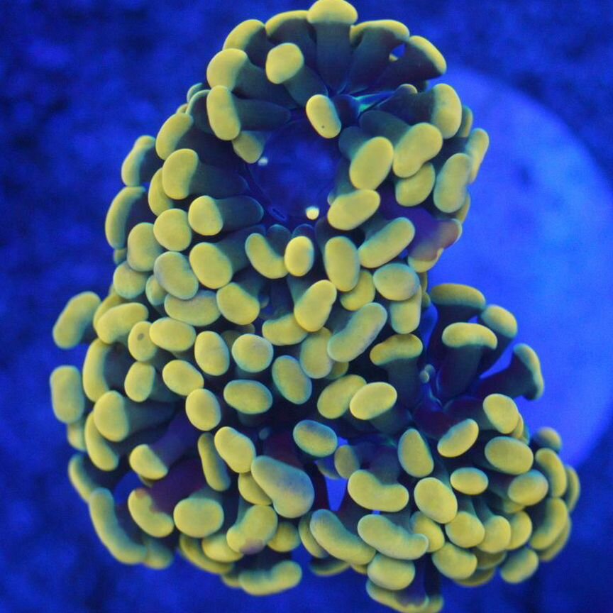 Кораллы для