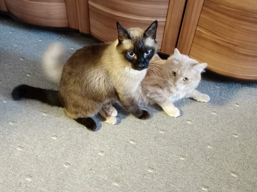 Отдам 2-х котов бесплатно