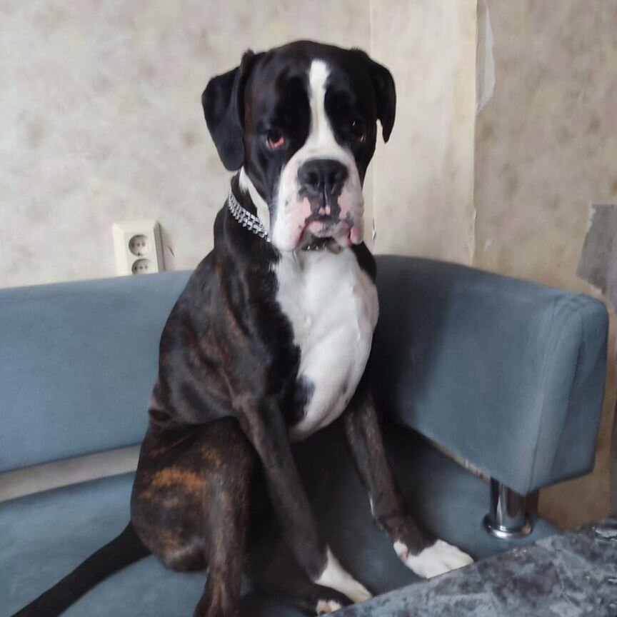 Отдам бесплатно в добрые руки