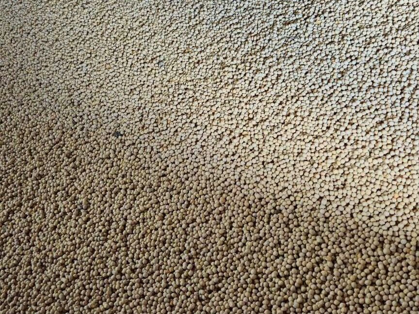 Горох кормовой